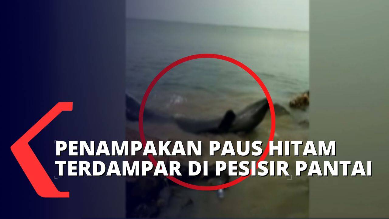 Paus Hitam Sepanjang 4 Meter Berhasil Kembali ke Perairan Dibantu ...