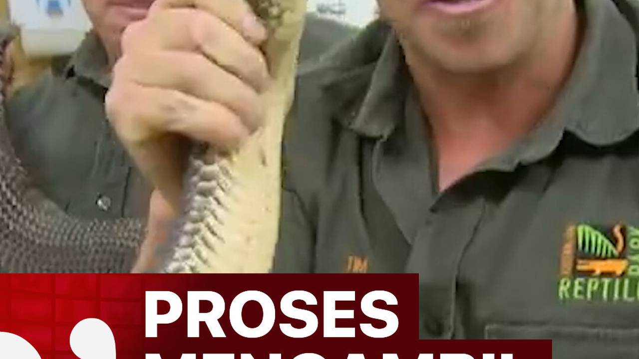 The Wild Life of Tim Faulkner - Shorts