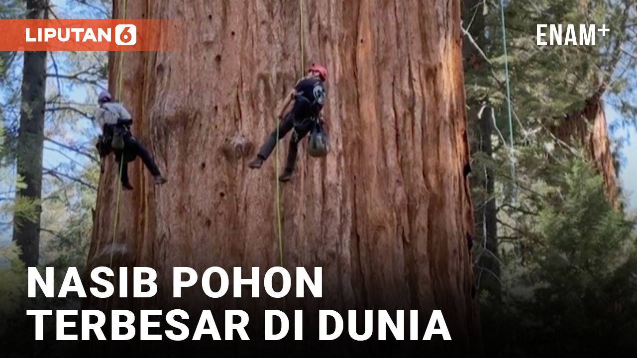 Perubahan Iklim Ancam Kehidupan Pohon Terbesar di Dunia - LiputanEnam ...