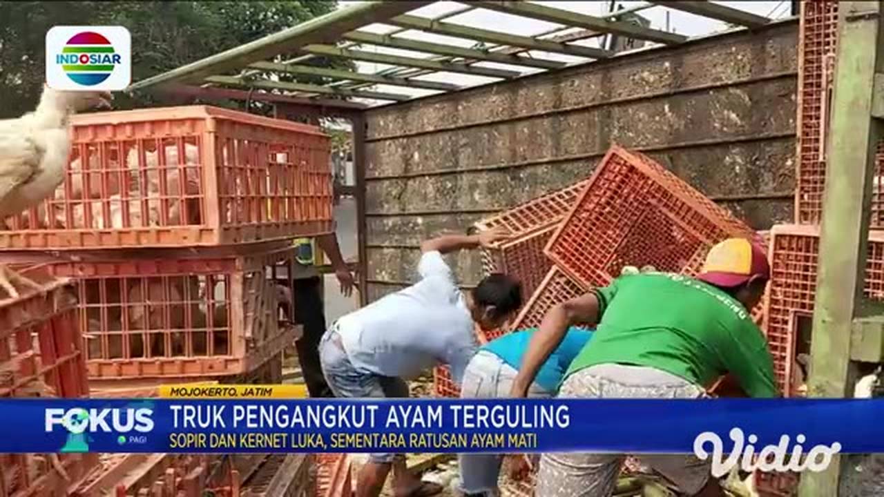 Truk Pengangkut Ayam Terguling - Indosiar Regional | Vidio