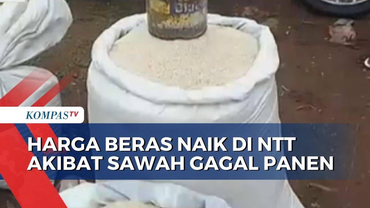 Banyak Sawah Gagal Panen, Harga Beras di NTT Merangkak Naik! - Kompas TV | Vidio