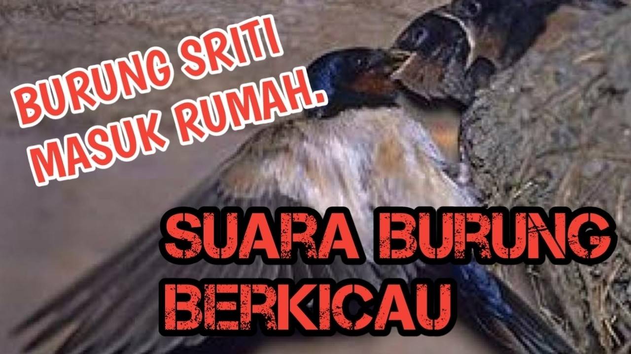 suara buring