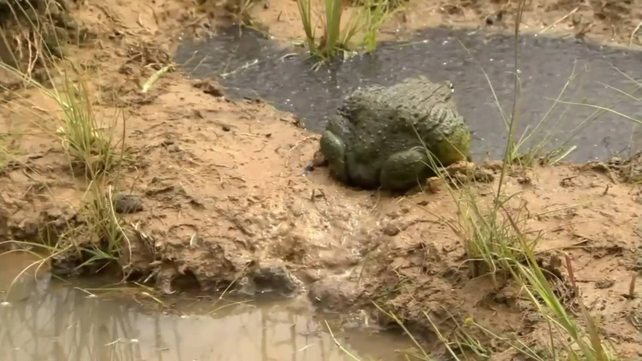 Lihat Apa yang Dilakukan Kodok Raksasa ini Membuat Banyak Orang ...