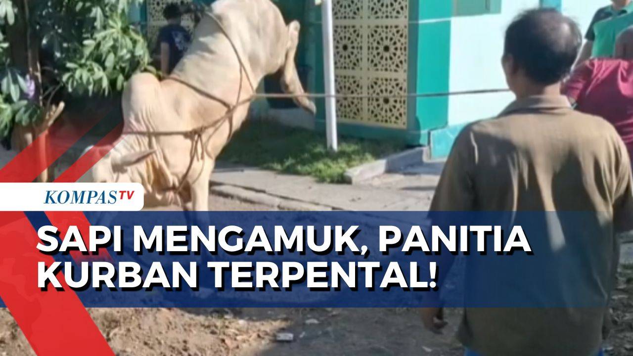 Sapi 300 Kilogram Mengamuk! Panitia Kurban di Surabaya Terpental ...
