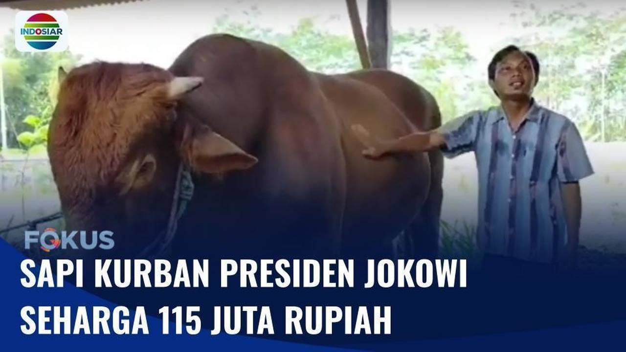 Sapi Milik Warga Lumajang Terpilih Menjadi Salah Satu Hewan Kurban Presiden Jokowi | Fokus ...