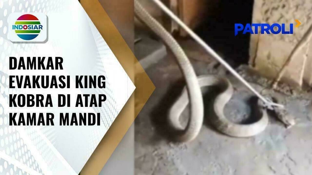 Ngeri! King Kobra 5 Meter Bersarang di Kamar Mandi Warga Sumsel ...