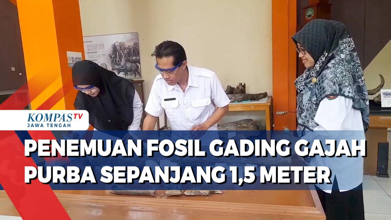 Penemuan Fosil Gading Gajah Purba Sepanjang 1,5 Meter - Kompas TV | Vidio