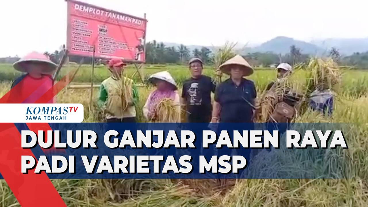 Relawan Dulur Ganjar Panen Raya Padi Varietas MSP - Kompas TV | Vidio