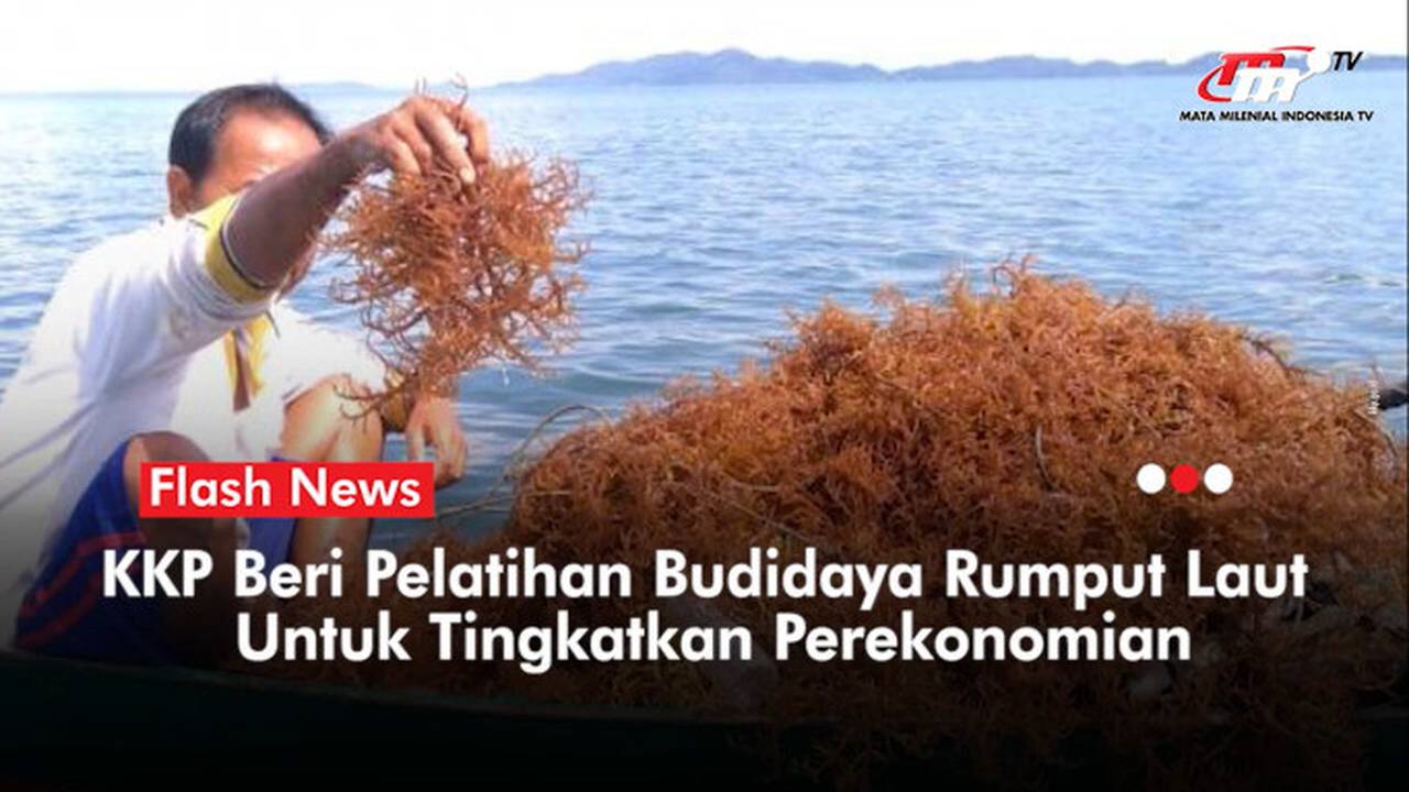 Tingkatkan Ekspor, KKP Kembangkan SDM Pembudidaya Rumput Laut | Flash News - Mata Milenial ...