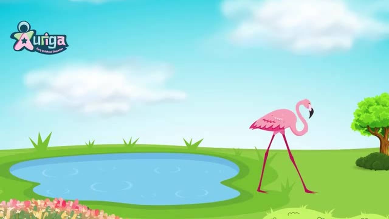 Siklus Hidup Flamingo - Flamingo Life Cycle