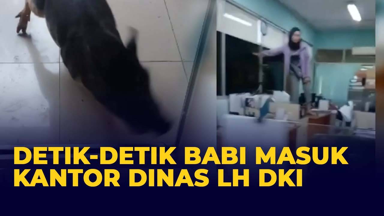 Kronologi Babi Masuk Kantor Dinas Lingkungan Hidup DK, Asal-usul Masih ...