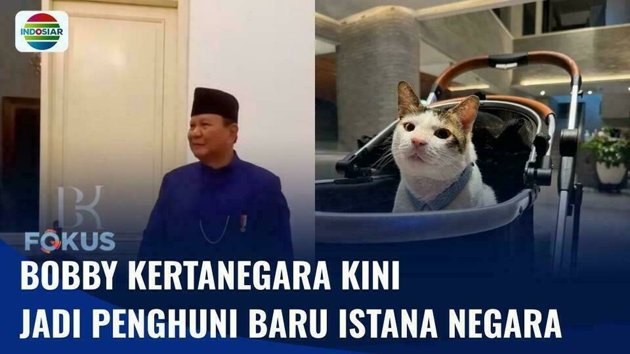 Bobby, Kucing Prabowo, Kini Jadi Penghuni Baru Istana Merdeka | Fokus ...