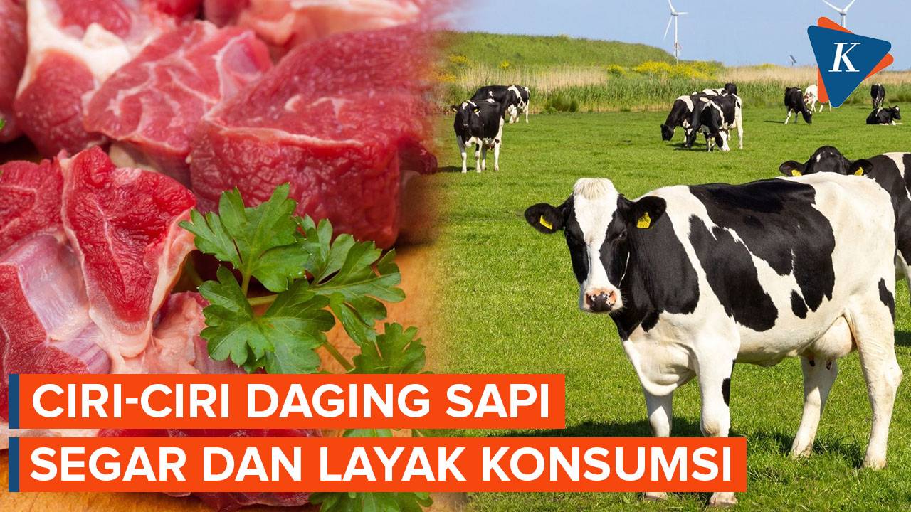 Ciri-ciri Daging Sapi Segar dan Layak Dikonsumsi - Kompascom | Vidio