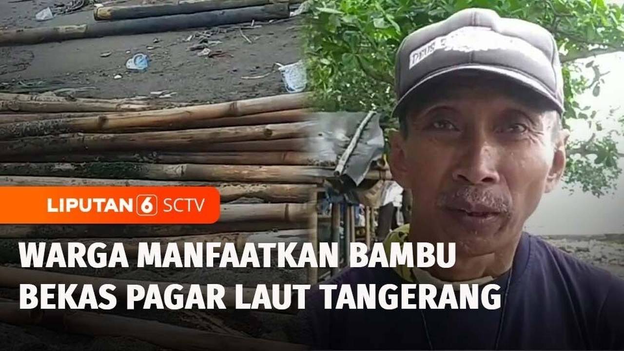 Warga Manfaatkan Bambu Bekas Pagar Laut untuk Bikin Warung dan Kandang ...