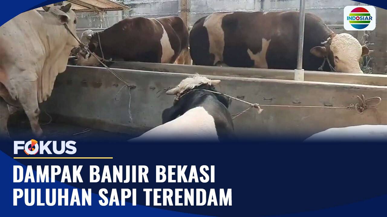 Puluhan Sapi di RPH Bekasi Terendam Banjir, Seluruhnya Selamat | Fokus ...