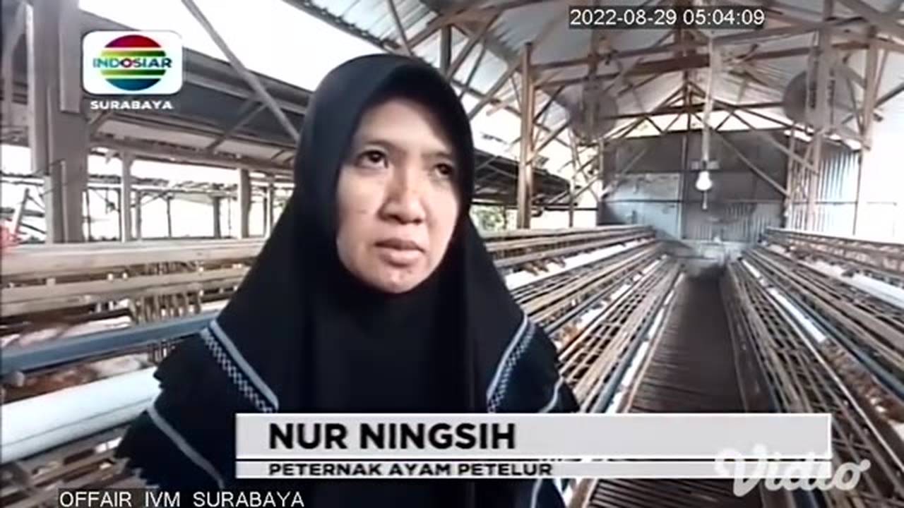 Harga Pakan Naik, Peternak Ayam Petelur Gulung Tikar - Indosiar ...
