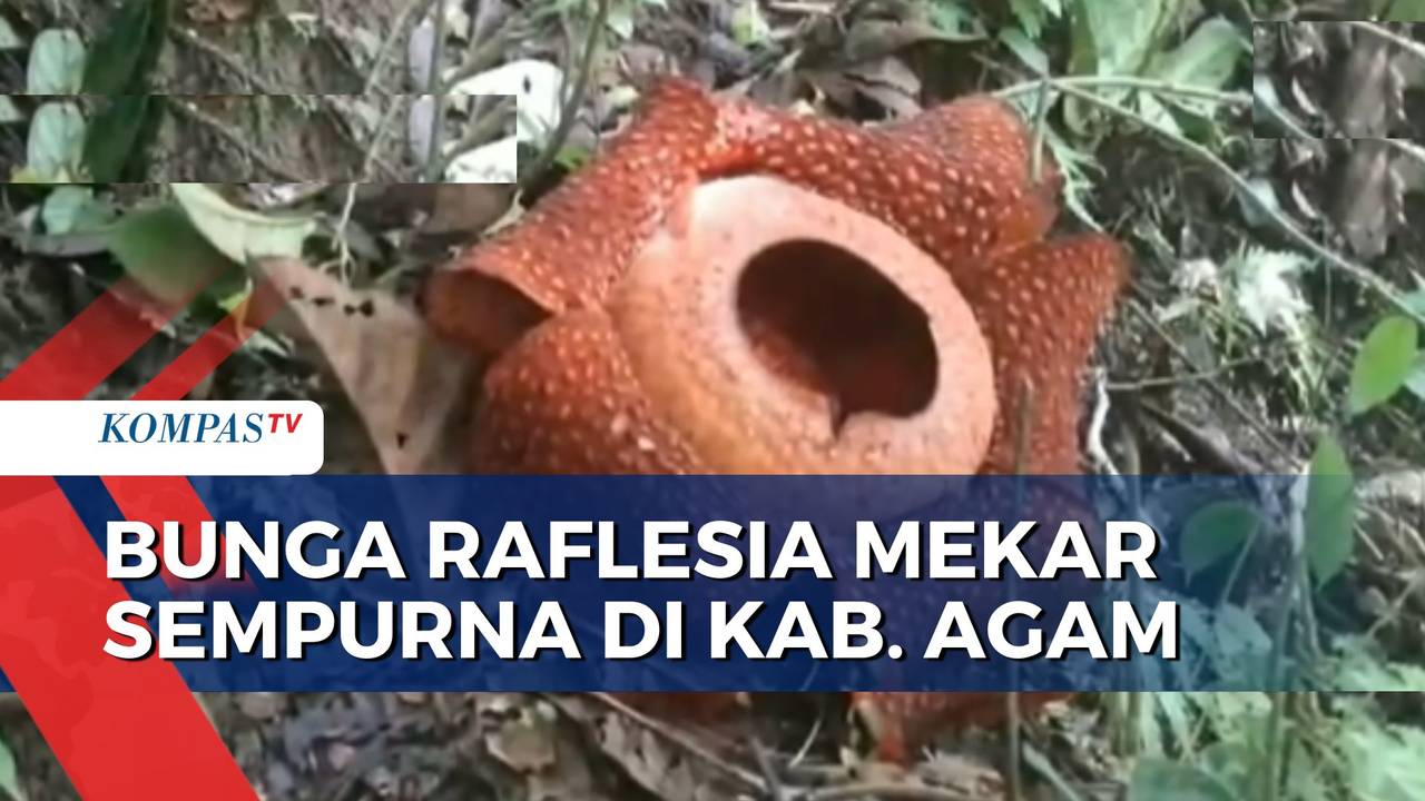 Begini Penampakan Bunga Raflesia yang Mekar Sempurna di Kabupaten Agam ...