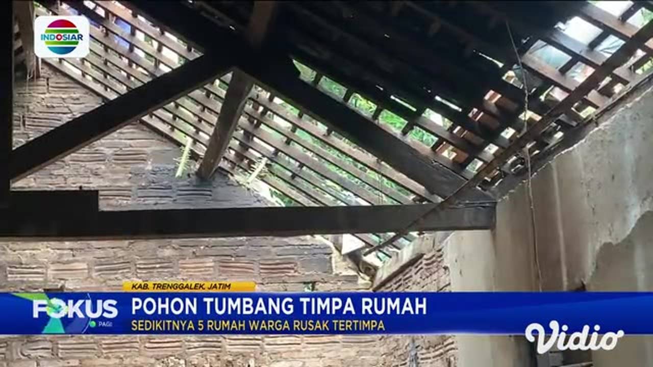 Pohon Tumbang Timpa Rumah - Indosiar Regional | Vidio