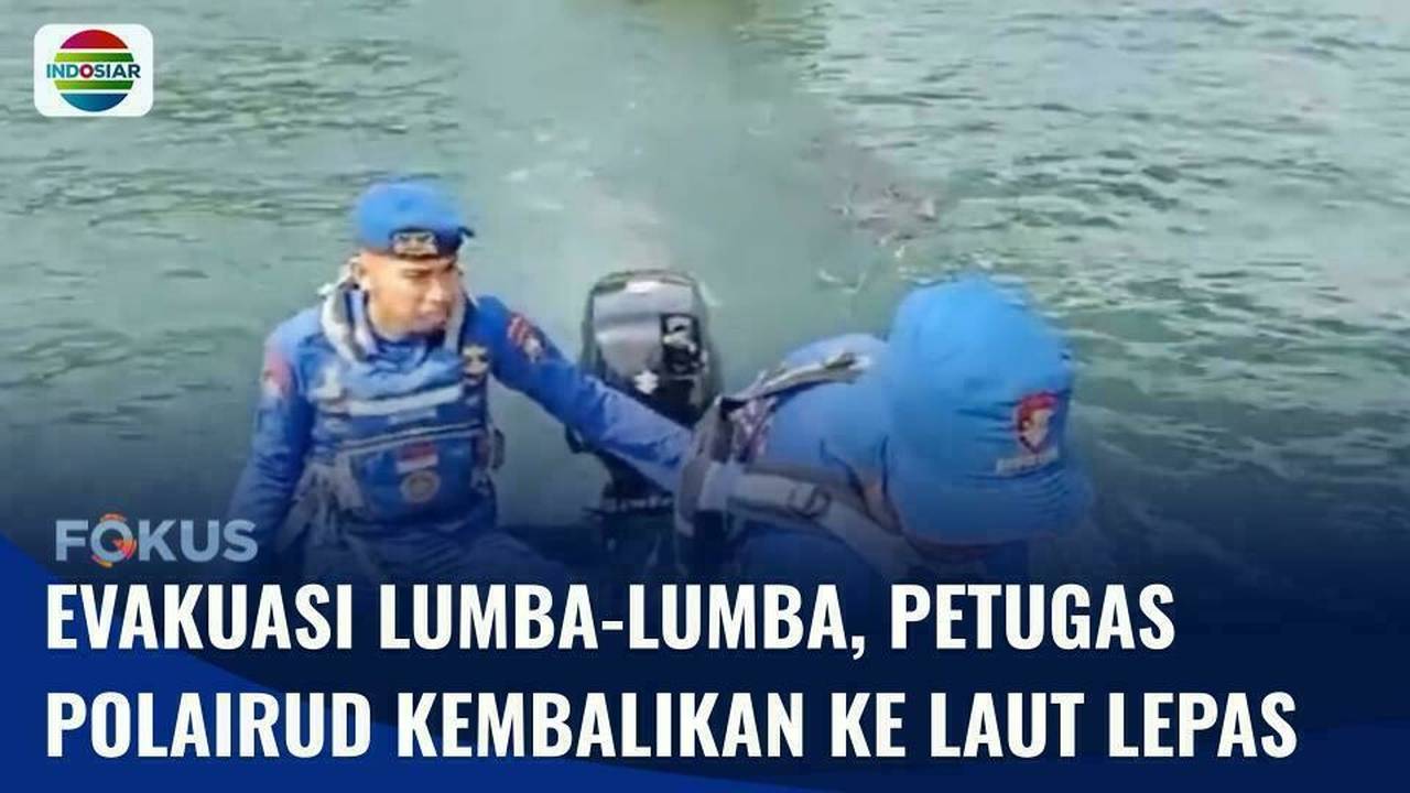 Lumba-Lumba Terdampar di Perairan Pinrang, Tim Evakuasi Berjuang ...