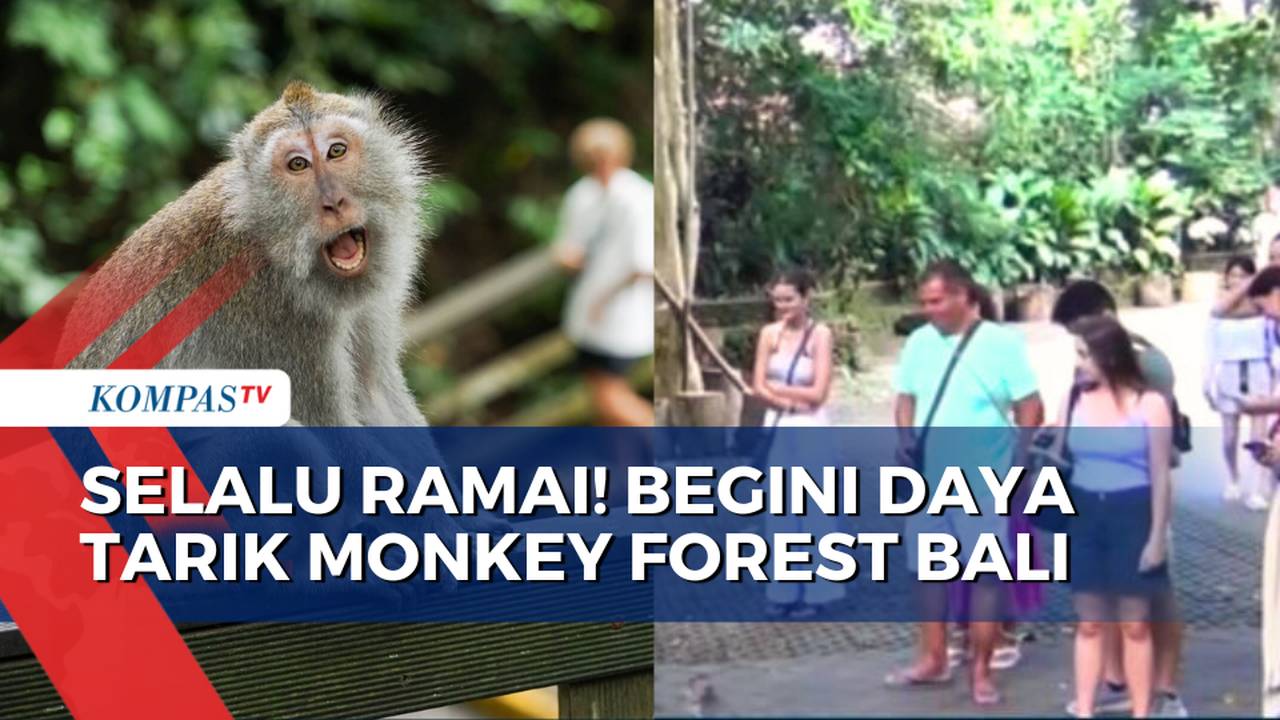 Selalu Ramai Dikunjungi, Begini Sensasi Berlibur ke Monkey Forest di ...