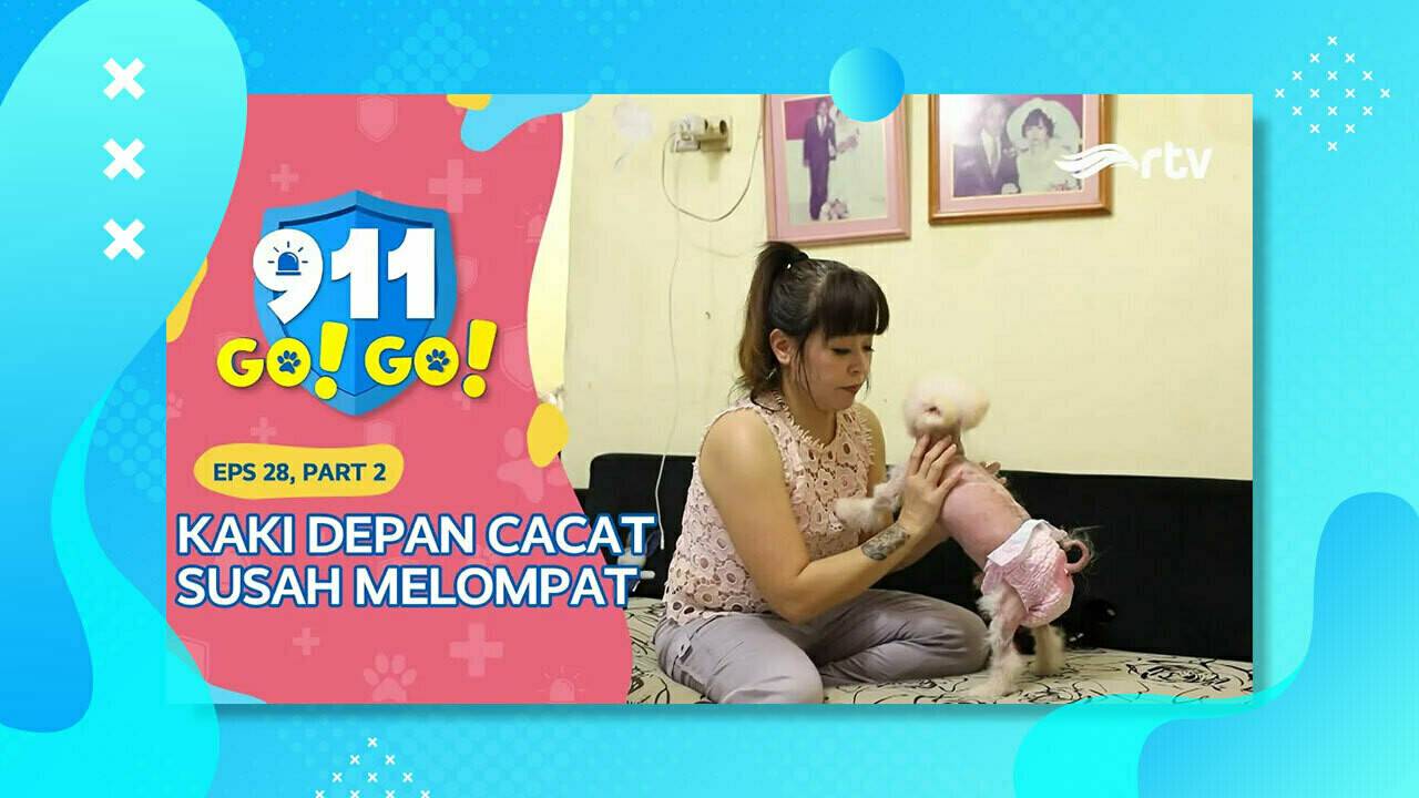 MAX, ANJING POMPOM YANG BOTAK KARENA HORMON | 911 GO GO RTV | Vidio