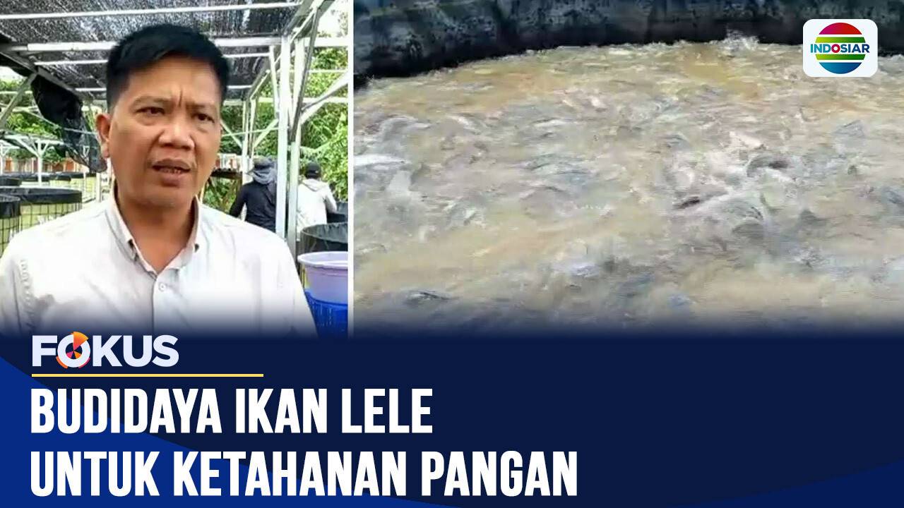 Budidaya Ikan Lele Untuk Ketahanan Pangan | Fokus - INDOSIAR