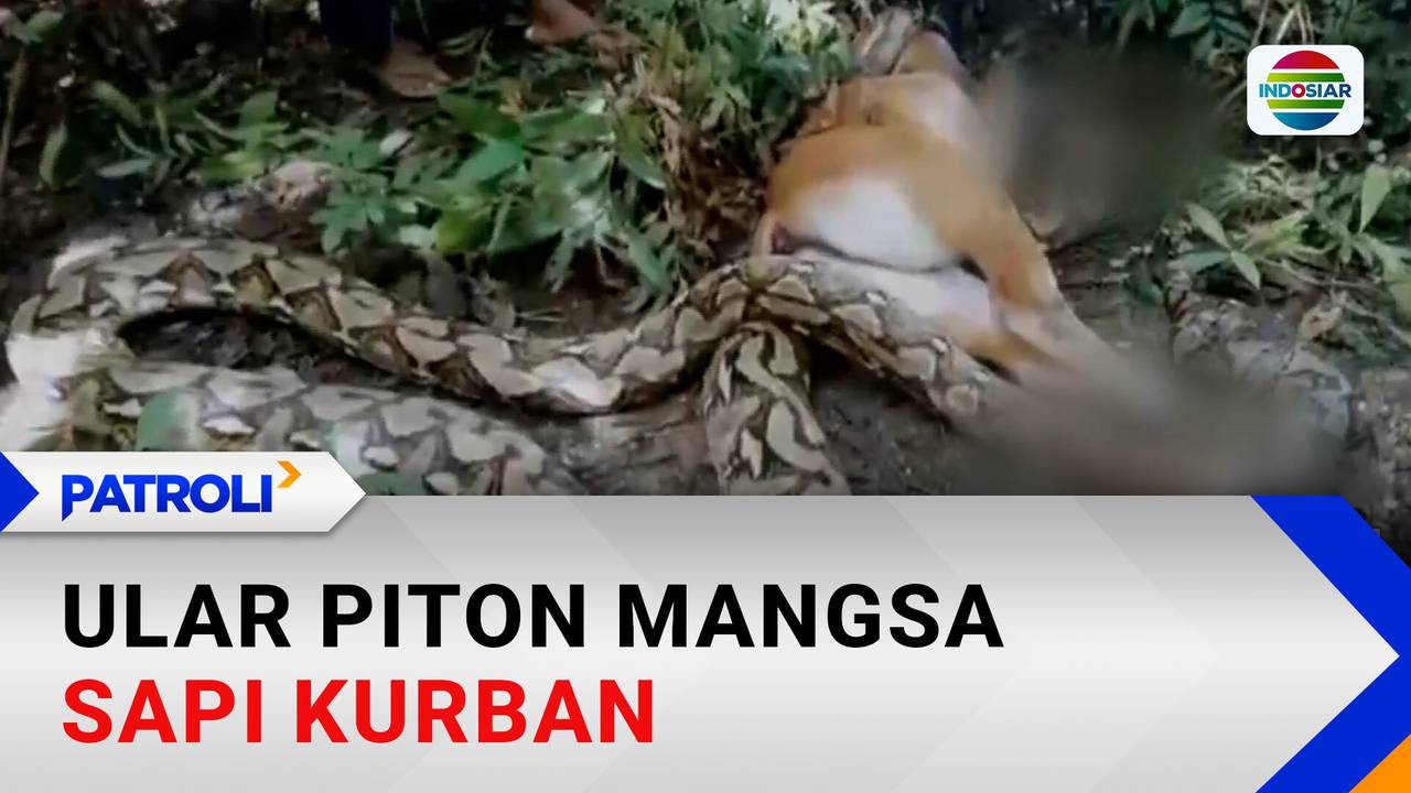 Ular Piton Melilit dan Memakan Sapi di Perkebunan Buton Tengah ...