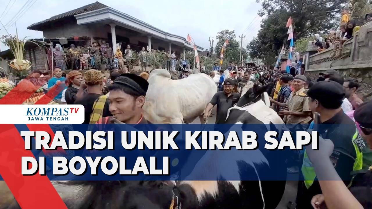 Tradisi Unik Kirab Sapi di Boyolali - Kompas TV
