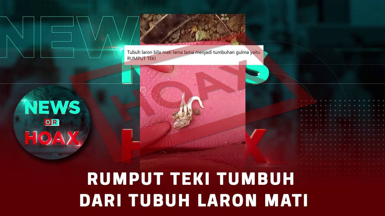 Hoax Rumput Teki Tumbuh dari Tubuh Laron Mati | NEWS OR HOAX - Kompas ...