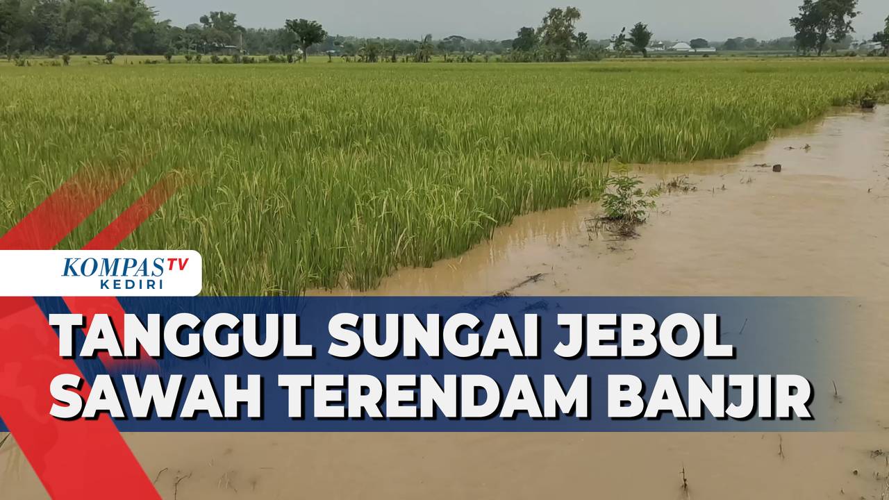 Tanggul Sungai Jebol, Puluhan Hektar Sawah Terendam Banjir - Kompas TV ...