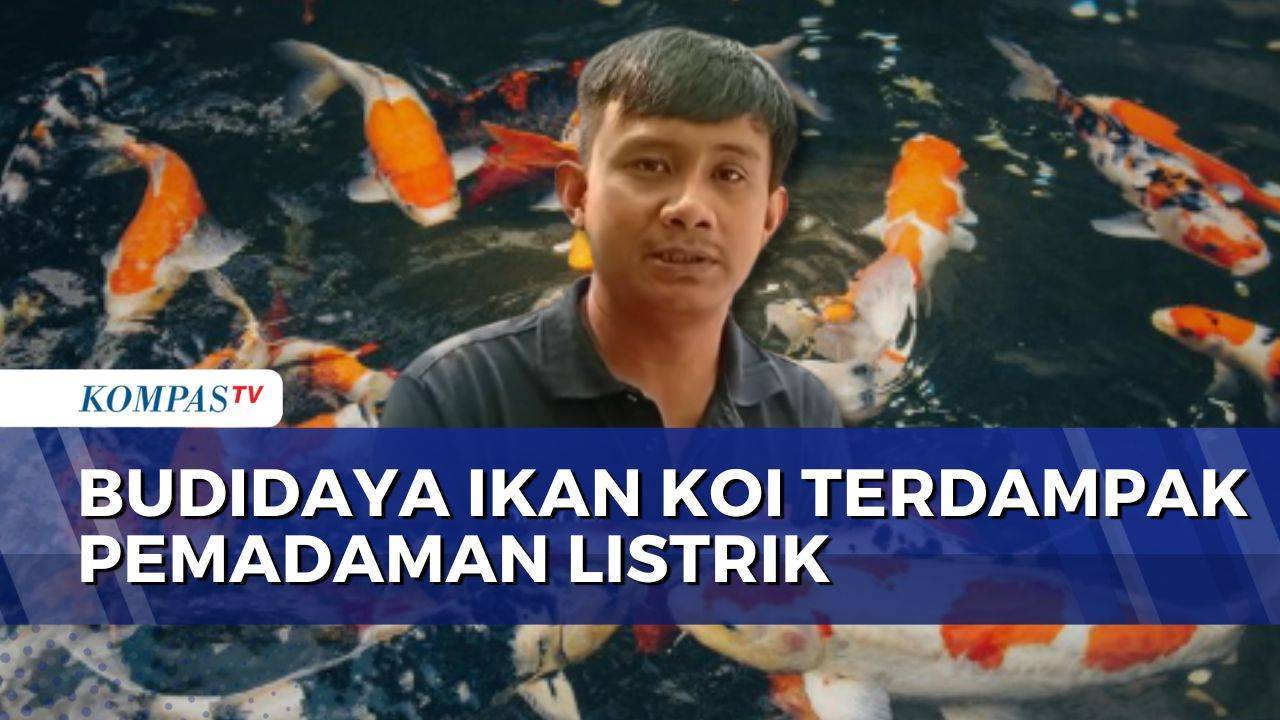Listrik Padam Berulang Kali, Pembudidaya Koi di Surabaya Khawatir Ikan ...