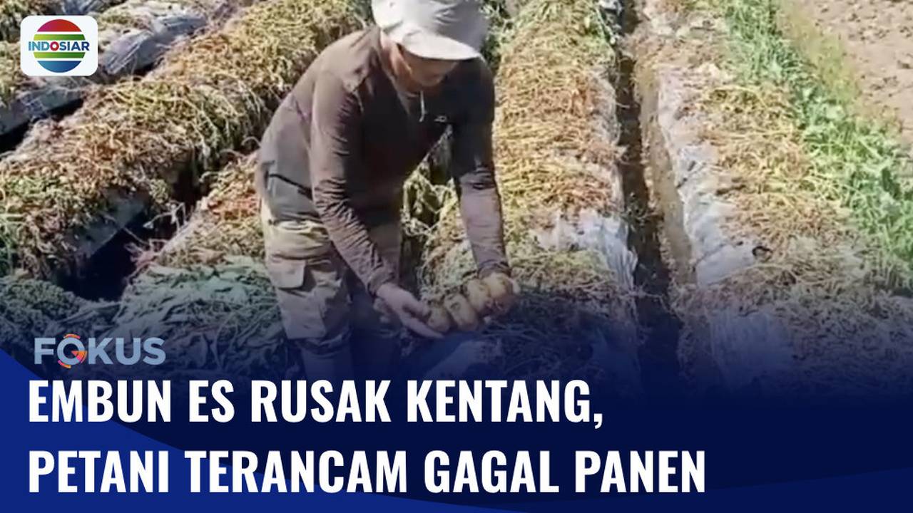 Fenomena Munculnya Embun Es, Petani Kentang Terancam Gagal Panen ...