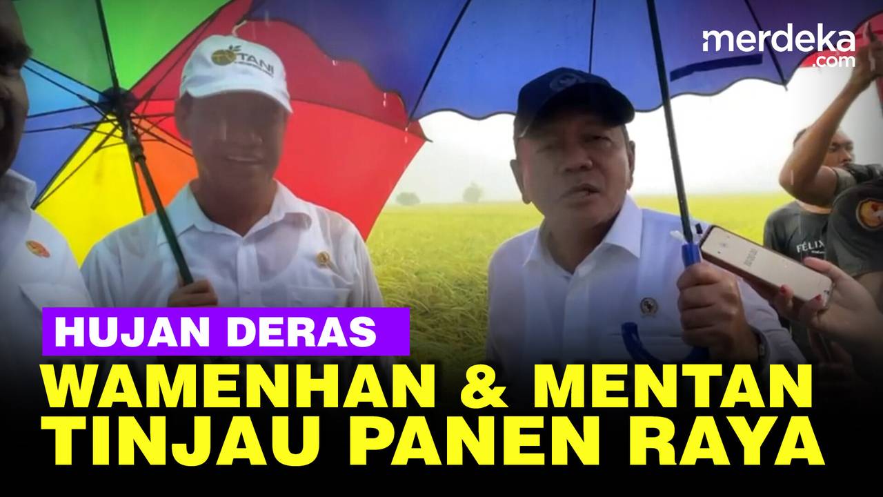 Hujan Deras, Wamenhan dan Mentan Tinjau Panen Raya Food Estate di Papua ...
