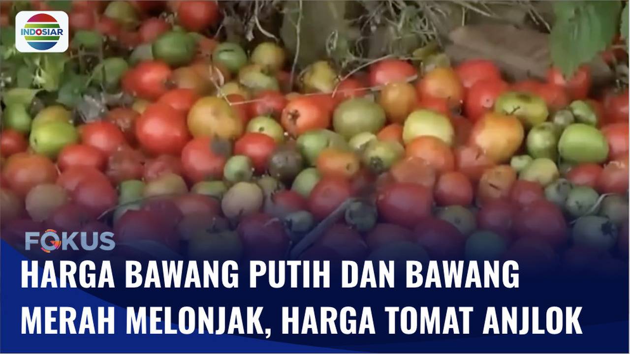 Ngamuk Harga Anjlok, Petani Tomat Buang Hasil Panen | Fokus - INDOSIAR ...