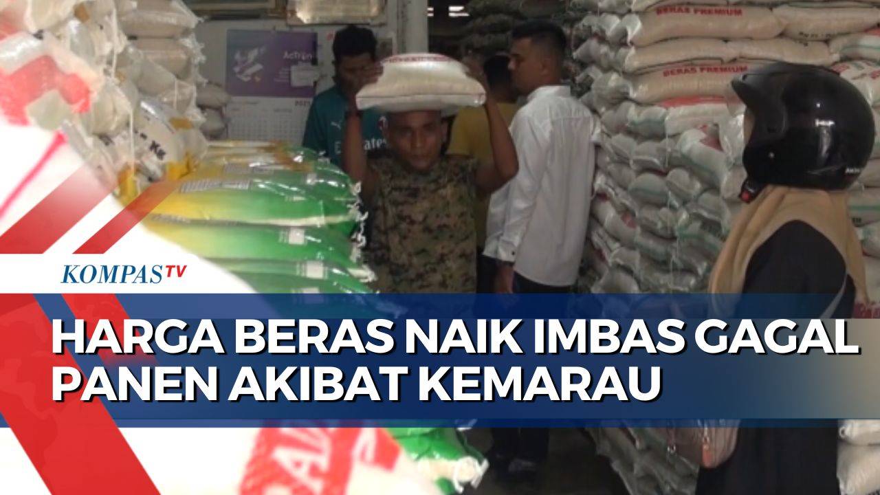 Harga Beras di Aceh dan Makassar Naik, Imbas Gagal Panen Akibat Kemarau Panjang - Kompas TV