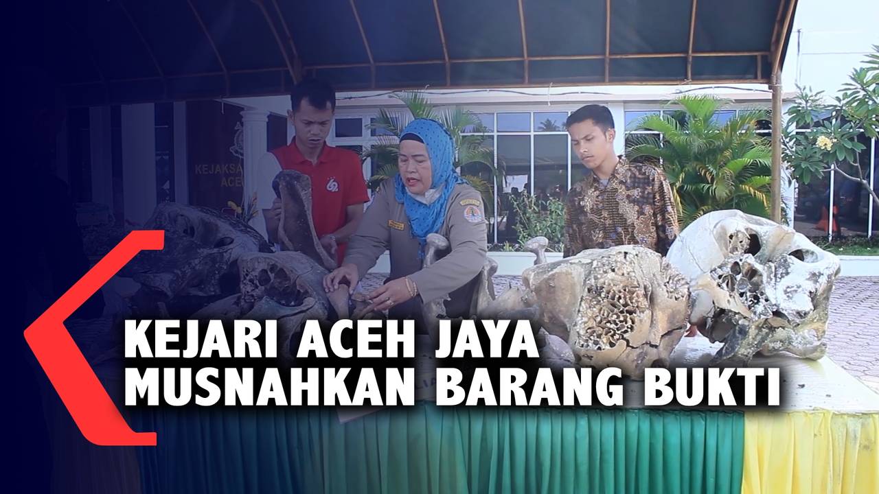 Kejari Aceh Jaya Musnahkan Barang Bukti Satwa Liar - Kompas TV | Vidio